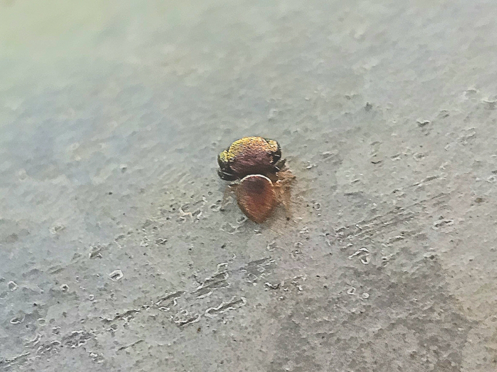 Simaethula from Nundah QLD, Australia on May 23, 2025 at 09:41 AM by Dr ...