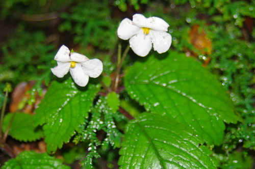 Vitikit (Niphaea)