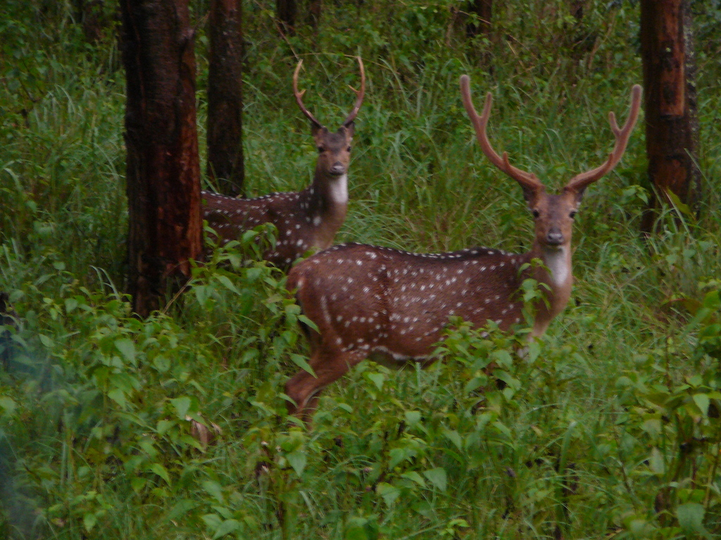 Indian Spotted Deer from Mysore Division, Karnataka, Inde on August 18 ...