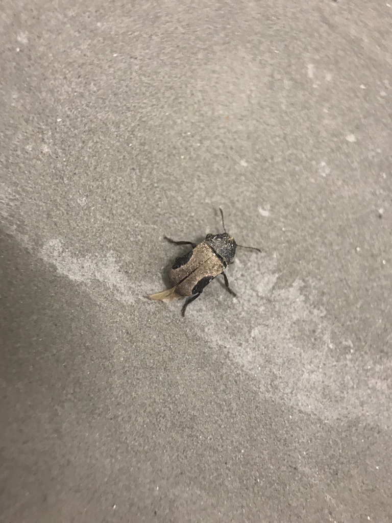 Euparius from Canberra Street, Singapore, Singapore, SG on September 10 ...