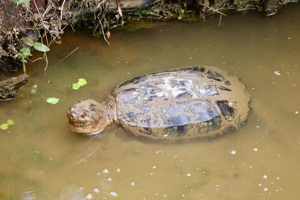 Common Snapping Turtle from Alexandria, VA, US on May 23, 2025 at 01:52 ...