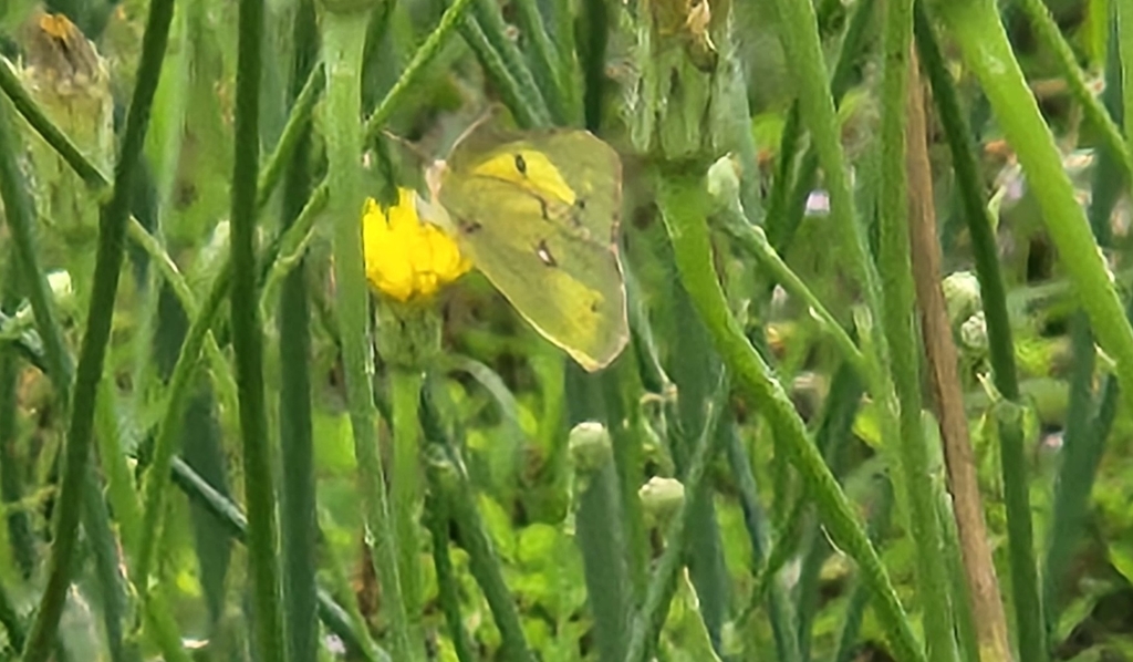 Clouded Sulphur from Killen, AL 35645, USA on May 23, 2025 at 03:04 PM ...