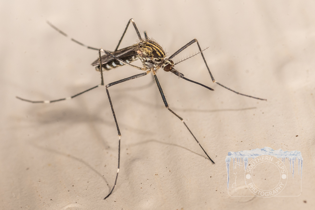 Asian Bush Mosquito from Maple Grove, MN, USA on September 09, 2019 at ...