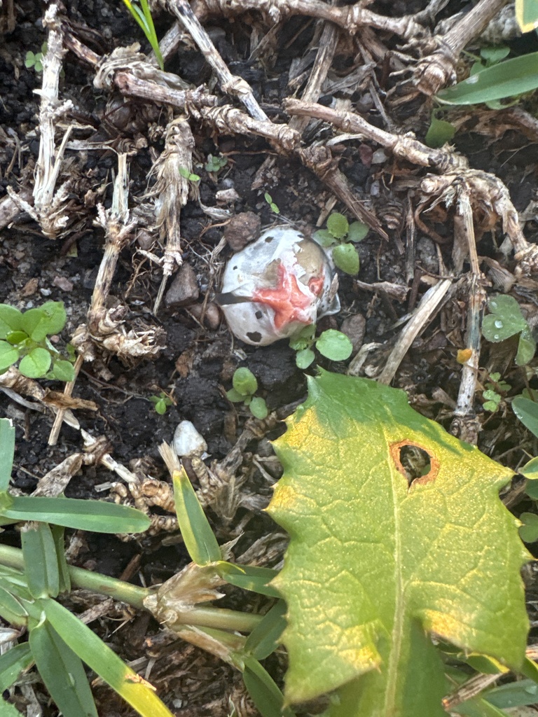 lantern stinkhorn from Ross St, Brooklyn, NSW, AU on May 24, 2025 at 07 ...