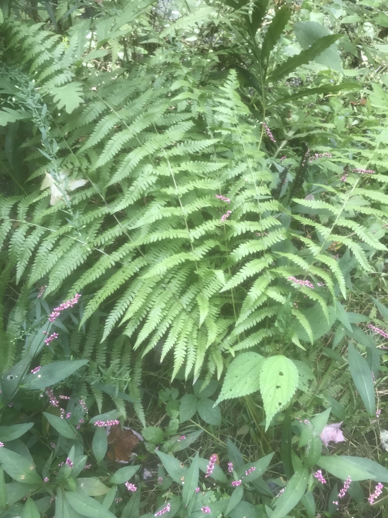New York fern from Erie, PA, US on September 10, 2019 at 12:17 PM by ...