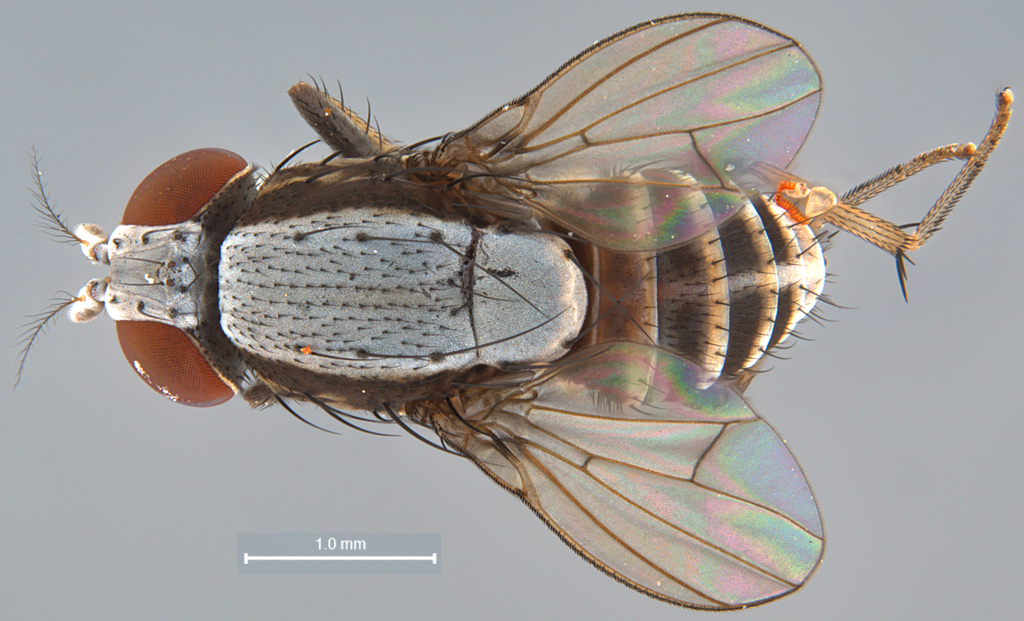Homoneura discoglauca from Singapore on May 20, 2025 by Yap Ee Hean ...
