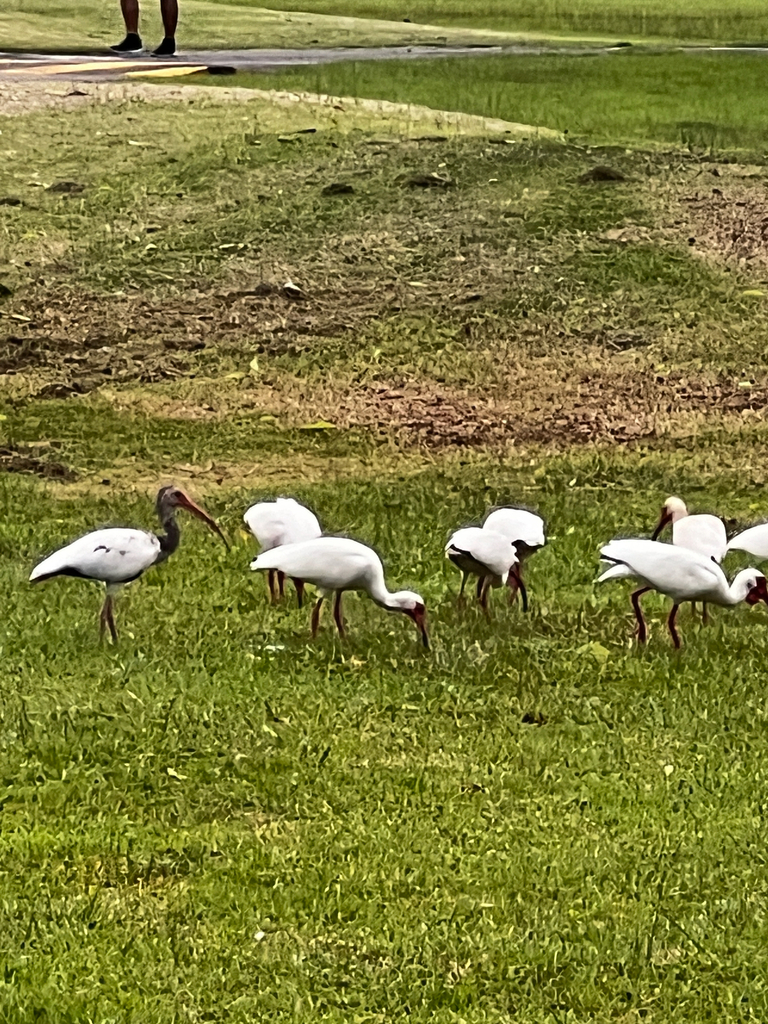 White Ibis from Calle Aroldo Cano A, Panamá, PA on May 23, 2025 at 05: ...