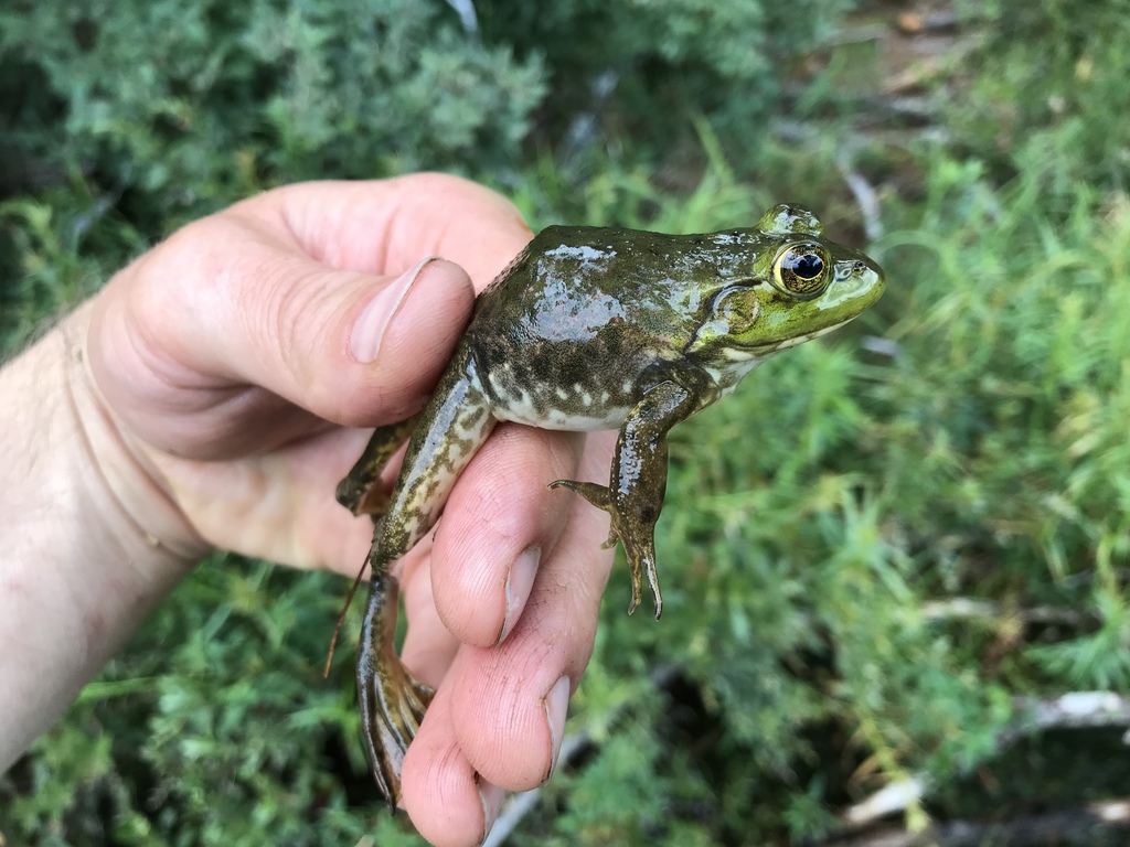 American Bullfrog from CCC Rd, Machias, ME, US on September 09, 2019 at ...