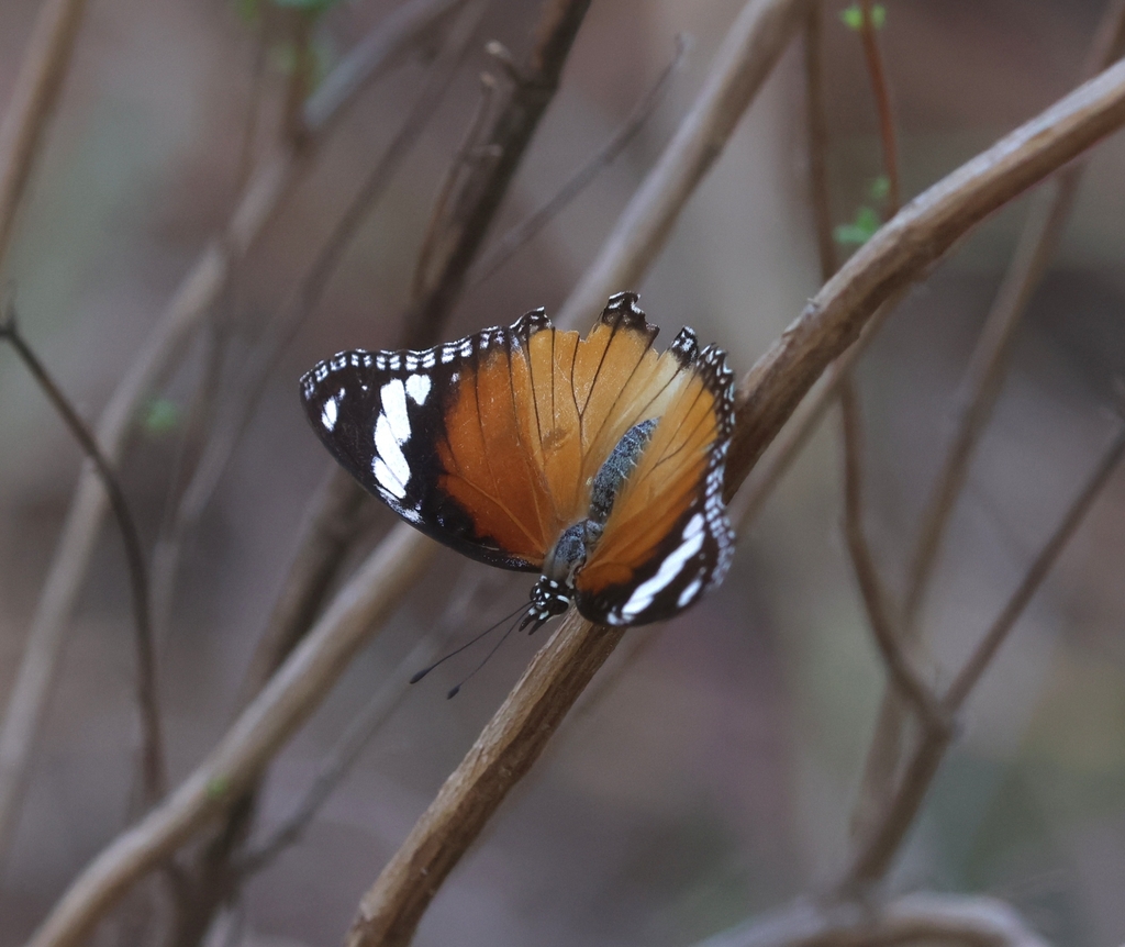 Danaid Eggfly from Douglas-Daly NT 0822, Australia on May 24, 2025 at ...