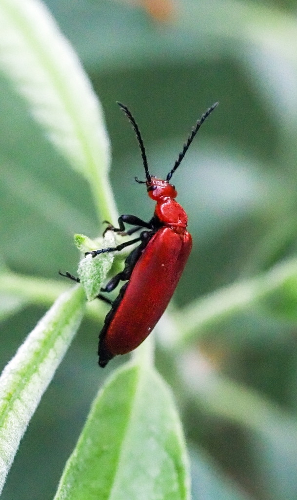 Common Cardinal Beetle from 59190 Morbecque, France on May 23, 2025 at ...