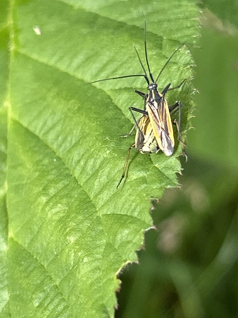 Meadow Plant Bug from Alpha Ridge Park, Marriottsville, MD, US on May ...