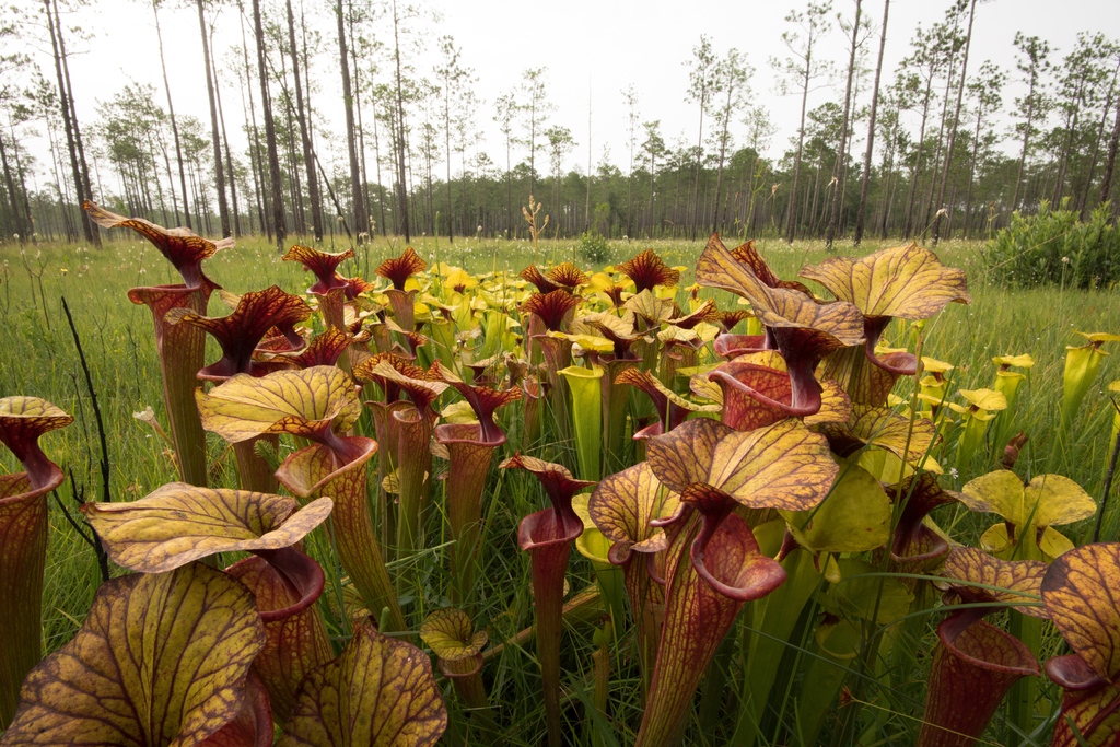 yellow pitcher plant in September 2019 by Cole Zelznak · iNaturalist