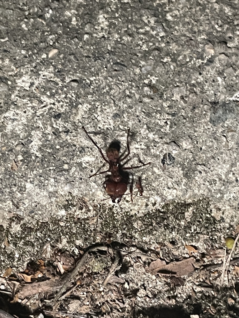 Hairy-headed leafcutter ant from Santa Marta, Magdalena, Colombia on ...