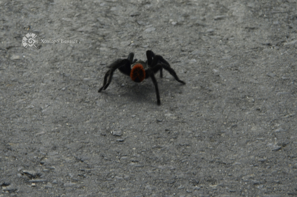 Veracruz Red-rump Tarantula in October 2016 by Homero Bennet · iNaturalist