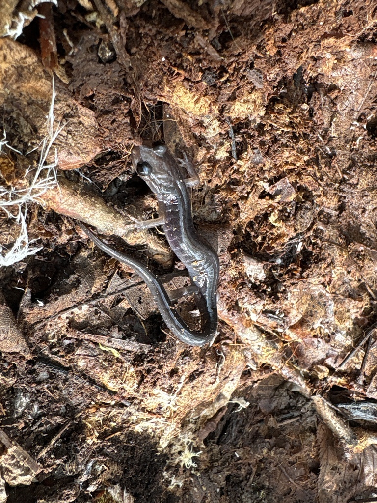Northern Gray-cheeked Salamander in May 2025 by FriedSonoma · iNaturalist