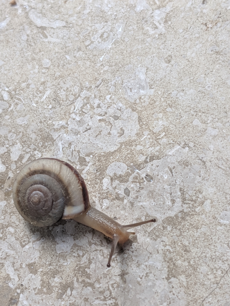 Cathaica fasciola from China, Beijing, Chaoyang, 光华里甲6号 on September 11 ...