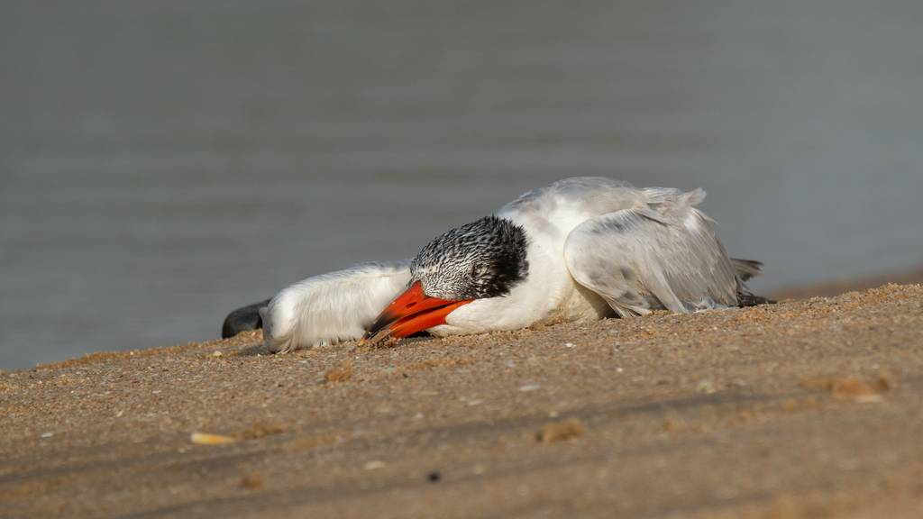 Caspian Tern from 2GF8+7F3, Vellanathuruthu Road, Alappad, Kerala ...