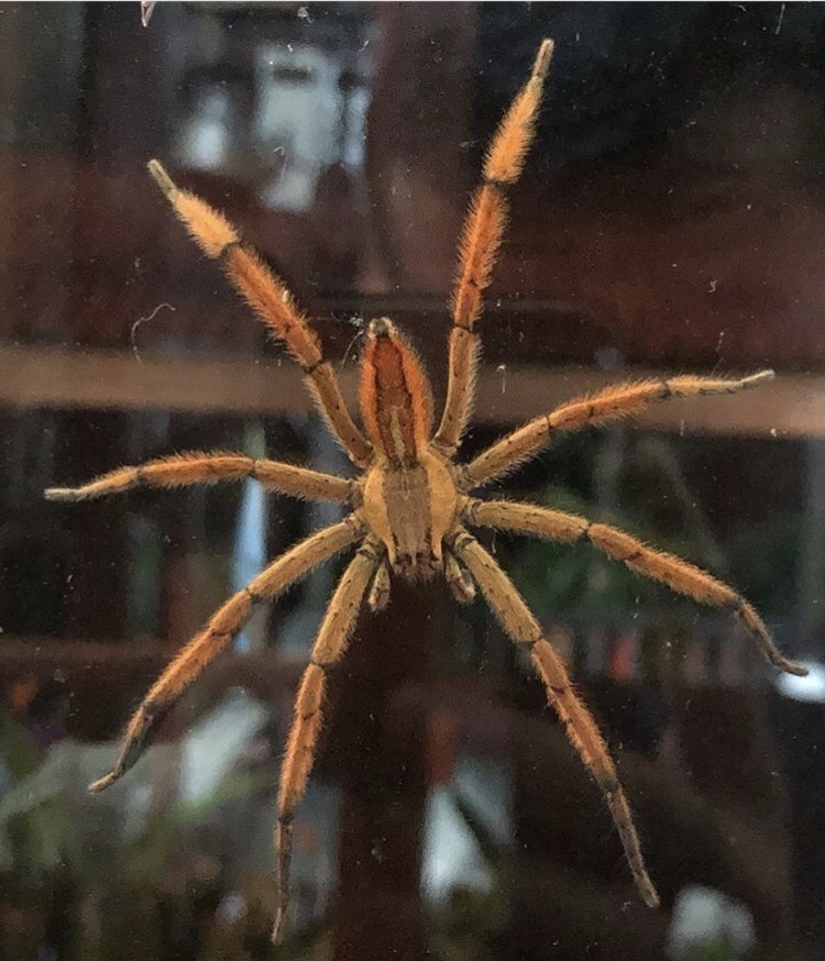Spot-legged bromeliad spider from San Ramón, Alajuela, CR on September ...