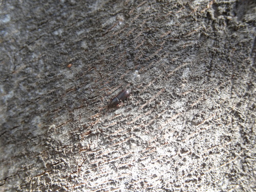 Genus Pentharthrum · iNaturalist