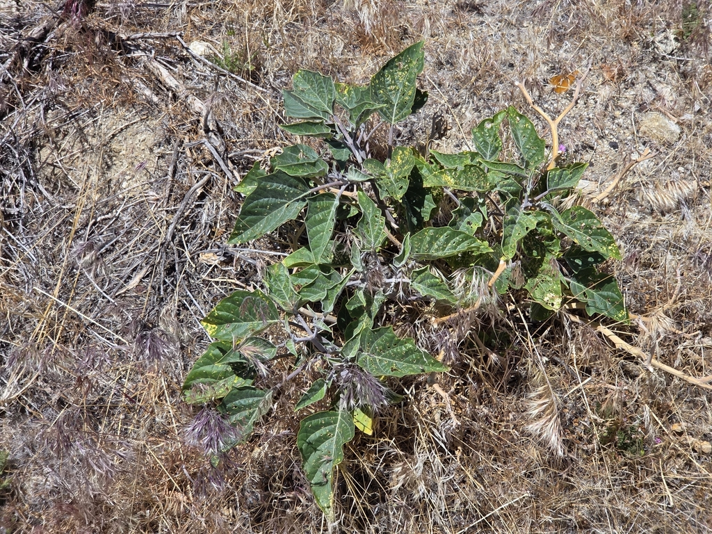Sacred Datura from Mountain Center, CA 92561, USA on May 24, 2025 at 12 ...