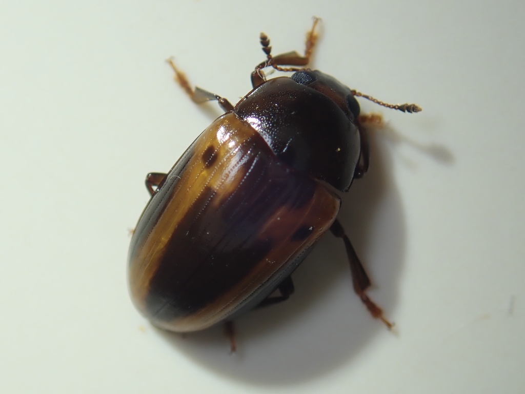 Amblyopus vittatus from Tai Tam Barbecue Area Site No. 1, 2, 3, 4, 5, 6 ...