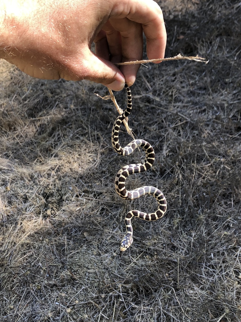 Colubrine Snakes in September 2019 by Sebastian Walton · iNaturalist