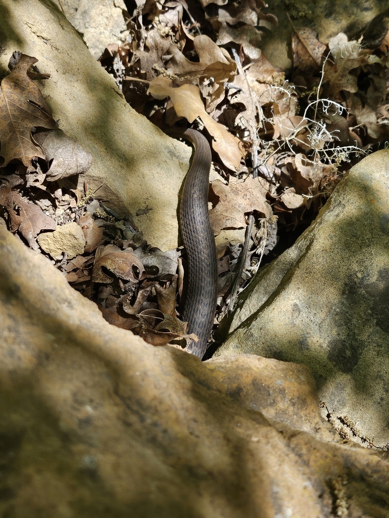 Wandering Garter Snake from Mesa Verde National Park, Montezuma County ...