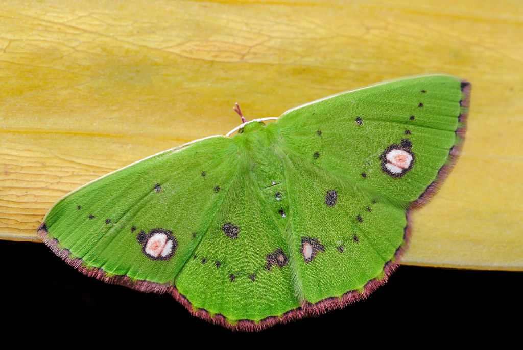 Emerald Moths from 41000 Arroyo Frío, Dominican Republic on May 22 ...