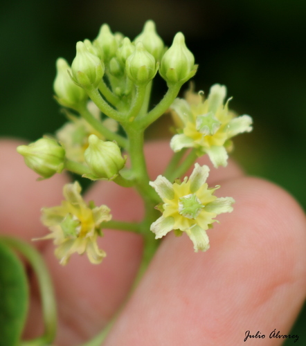 Talayote (Cynanchum jaliscanum)