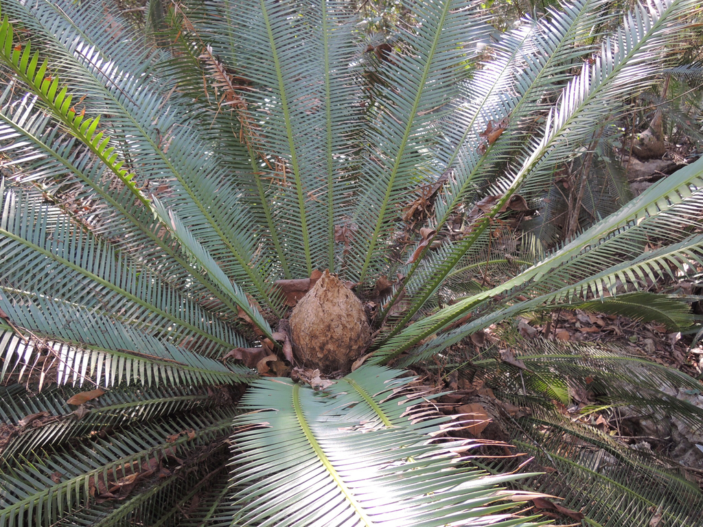 Chestnut Dioon in December 2012 by J. Arturo de Nova · iNaturalist