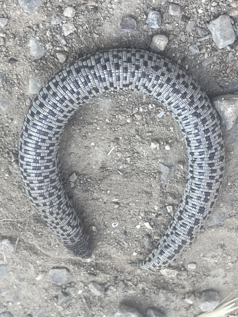 Checkerboard Worm Lizard from RP7008, Sidi Abdallah Al Khayat, Fès ...