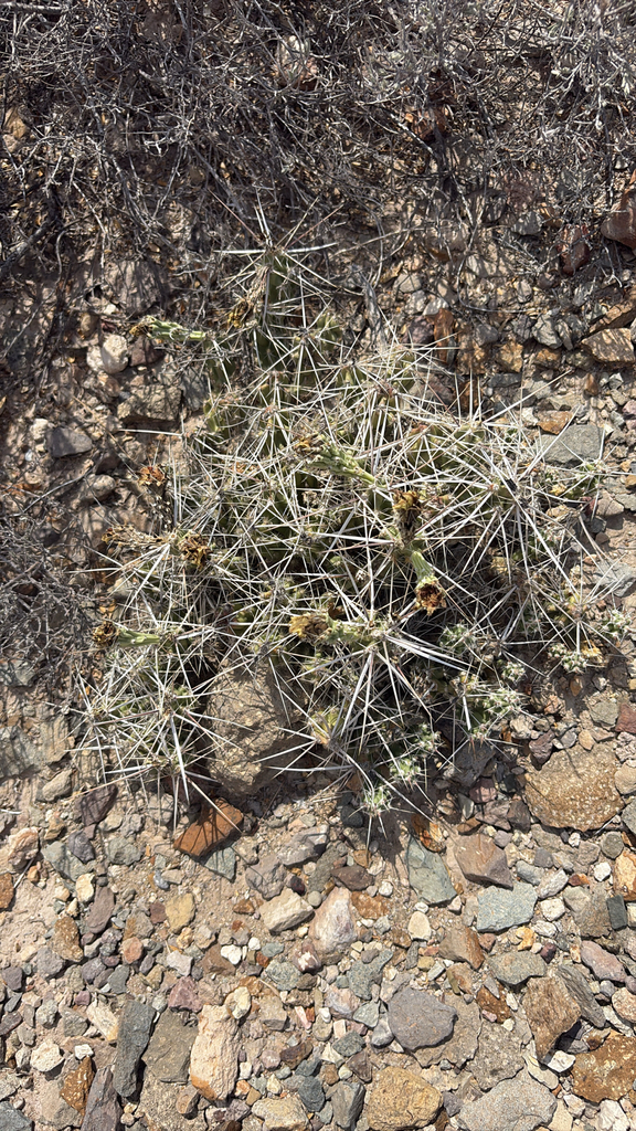 Big Bend Club-cholla from Big Bend National Park, Brewster County, US ...