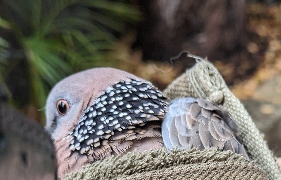 Spotted Dove from Subiaco WA 6008, Australia on May 25, 2025 at 12:29 ...