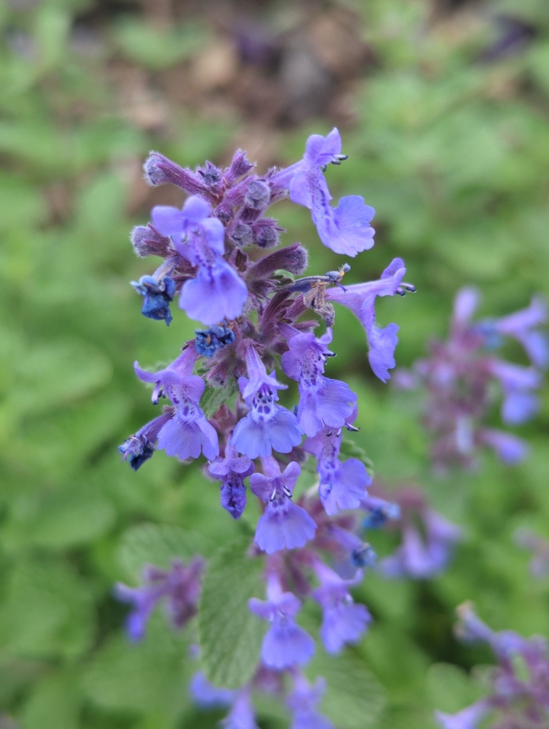 catmints from Grant Park, Chicago, IL, USA on May 25, 2025 at 09:31 AM ...