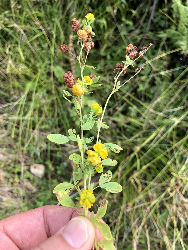 large hop clover from Mondseeblickstraße, Tiefgraben, Oberösterreich ...