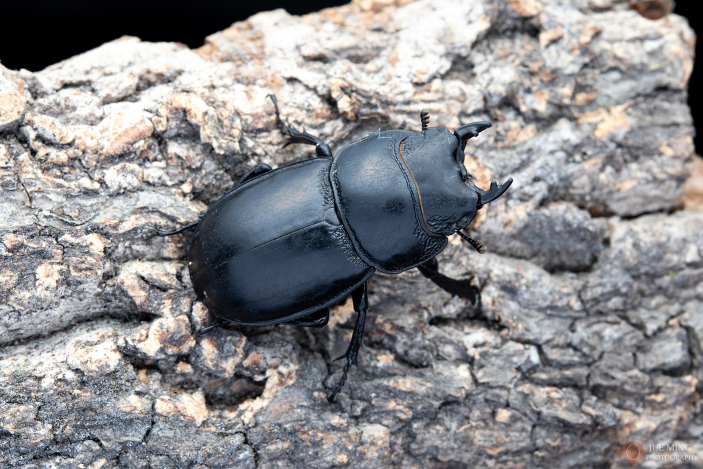 Aulacostethus tianmuxing from 中国浙江省杭州市临安区 on May 25, 2025 at 10:18 PM ...