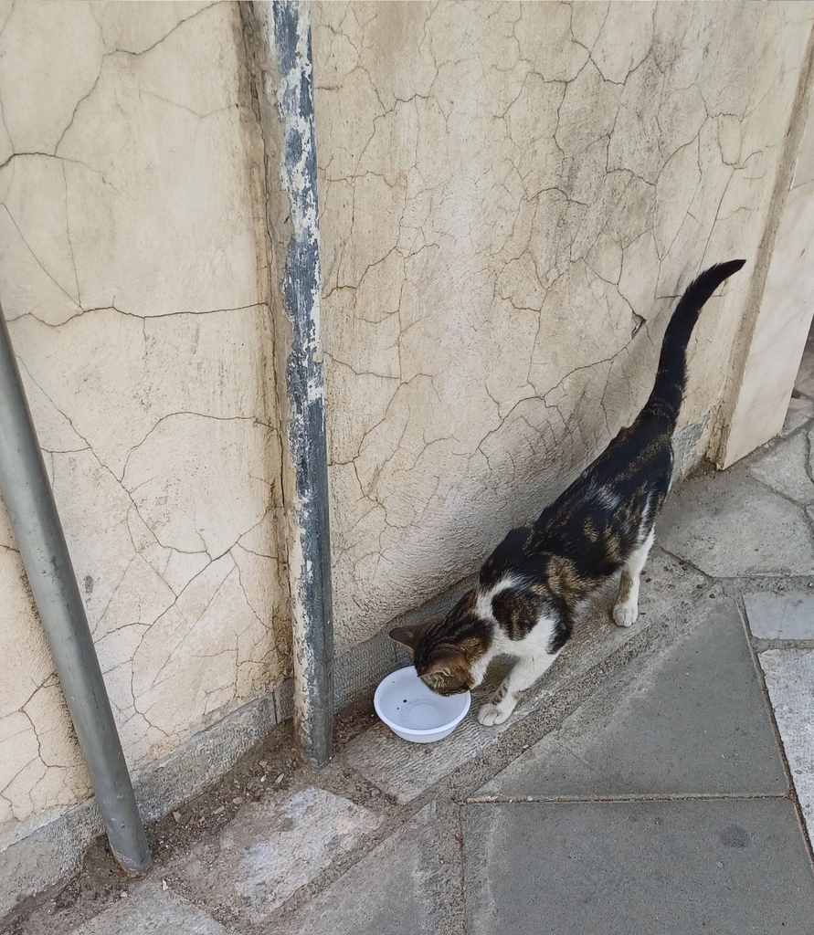 Domestic Cat from District 3, Tehran, Tehran Province, Iran on May 25 ...