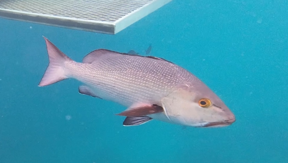 Two-spot Red Snapper on May 6, 2025 at 01:33 PM by Shuyi Yu · iNaturalist
