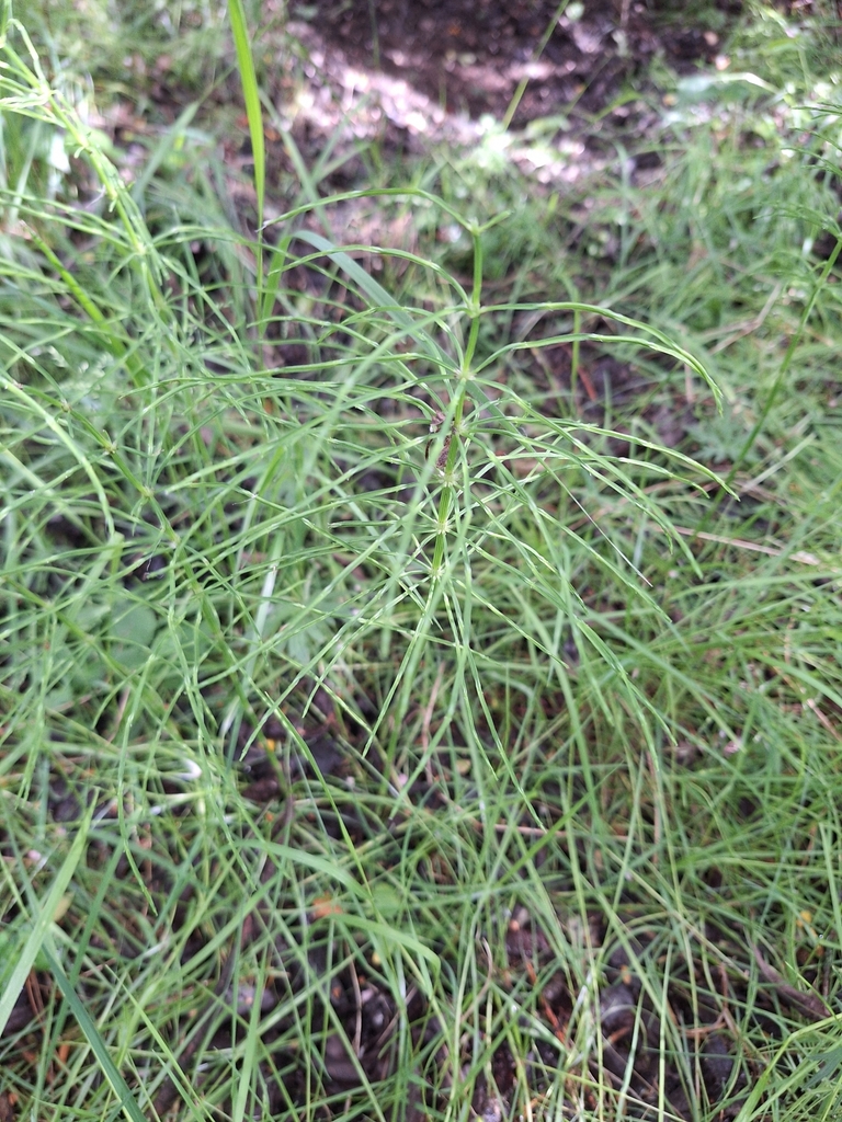 field horsetail from Tyldesley, Manchester M29 8PF, UK on 25 May, 2025 ...