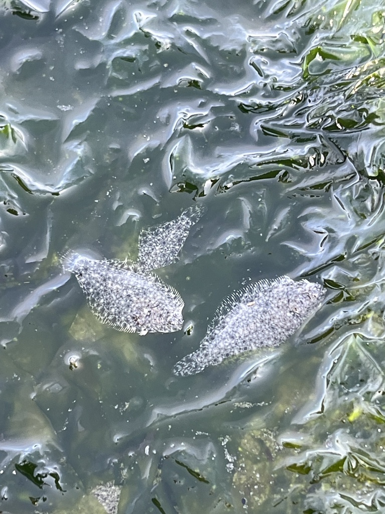 Starry Flounder from North Beach, Seattle, WA, US on May 25, 2025 at 09 ...