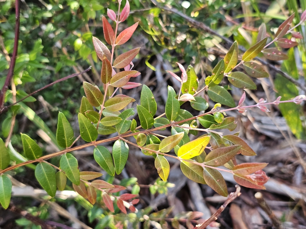Midgen Berry from Bulwer QLD 4025, Australia on May 25, 2025 at 03:08 ...