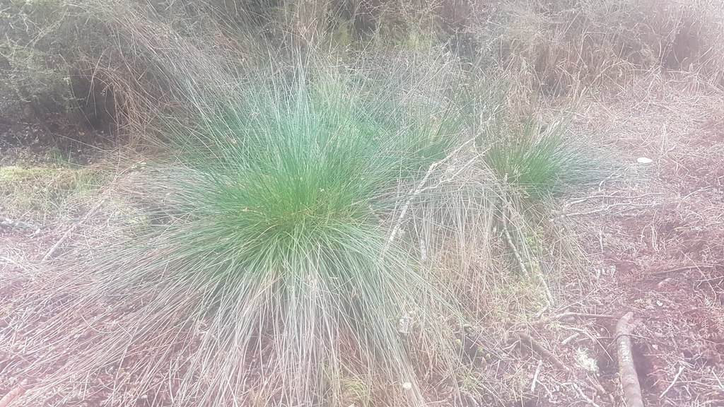 Loose-flowered Rush in September 2019 by Zac Milner · iNaturalist