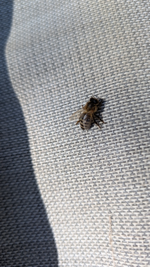 Western Honey Bee from Ocean Grove - Barwon Heads VIC, Australia on May ...