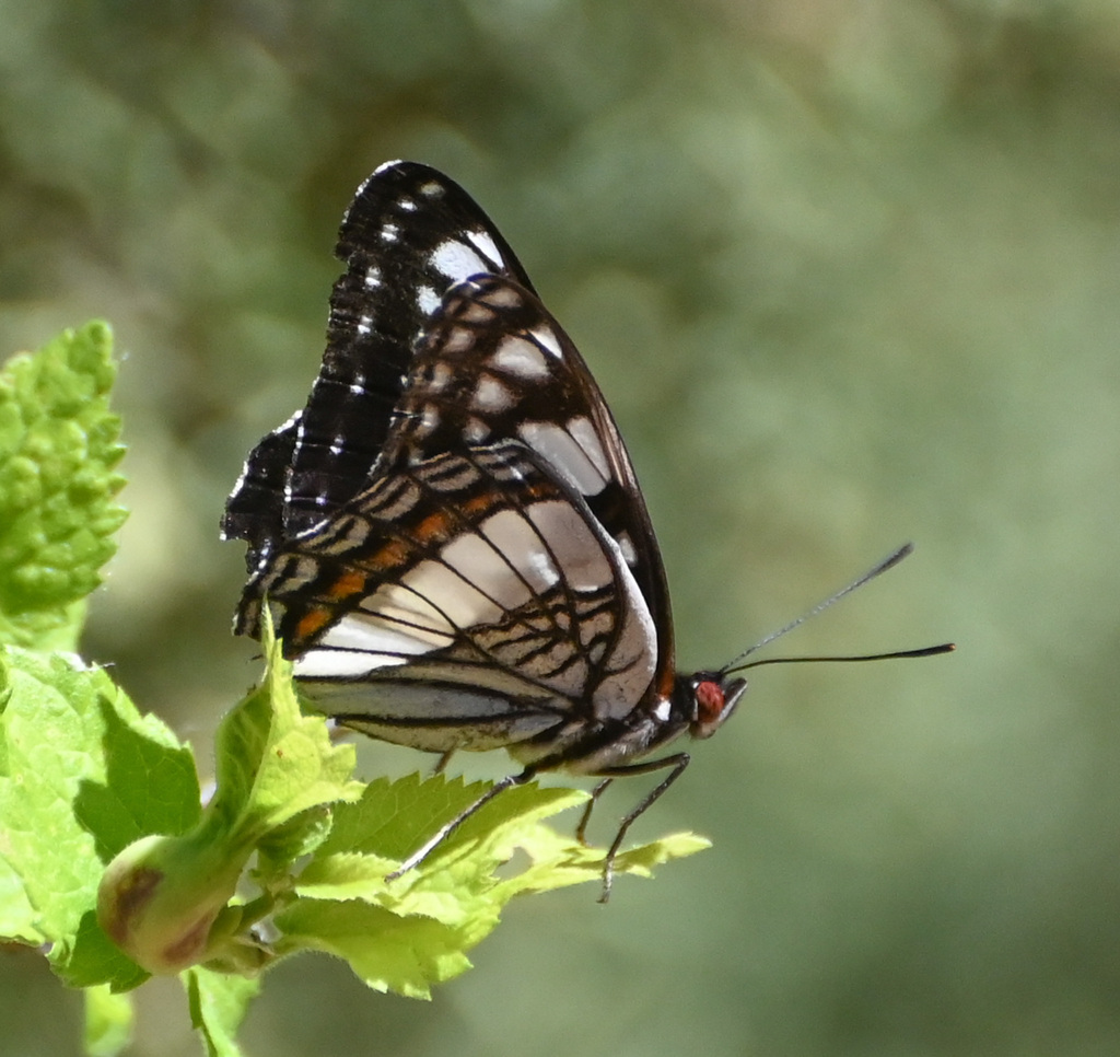 Weidemeyer's Admiral from Washington County, UT, USA on May 15, 2025 at ...