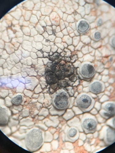 Rimularia insularis · iNaturalist