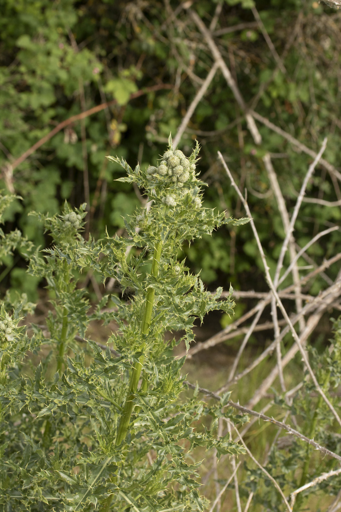 creeping thistle from Clark County, WA, USA on May 25, 2025 at 07:46 PM ...
