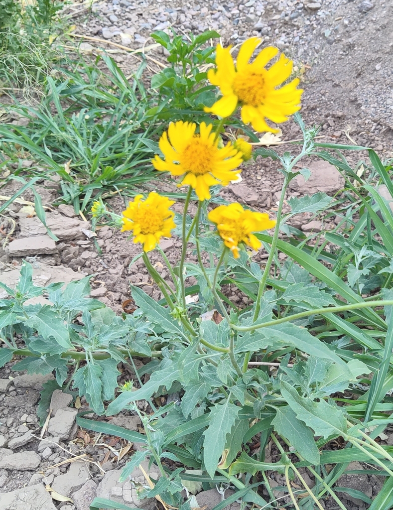 Hierba de la bruja desde 84310 Son., México el 25 de mayo de 2025 a las ...