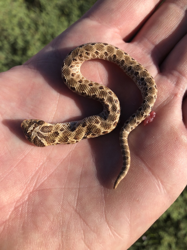 Mexican Hognose Snake in September 2019 by Michael Jacobi. DOR young ...