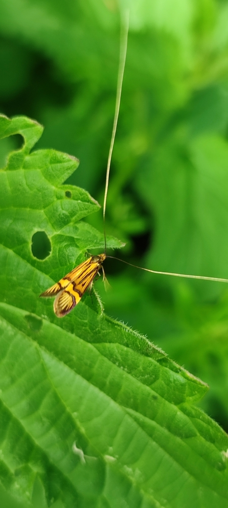 Nemophora degeerella from Forchheim, 91301 Forchheim, Deutschland on ...