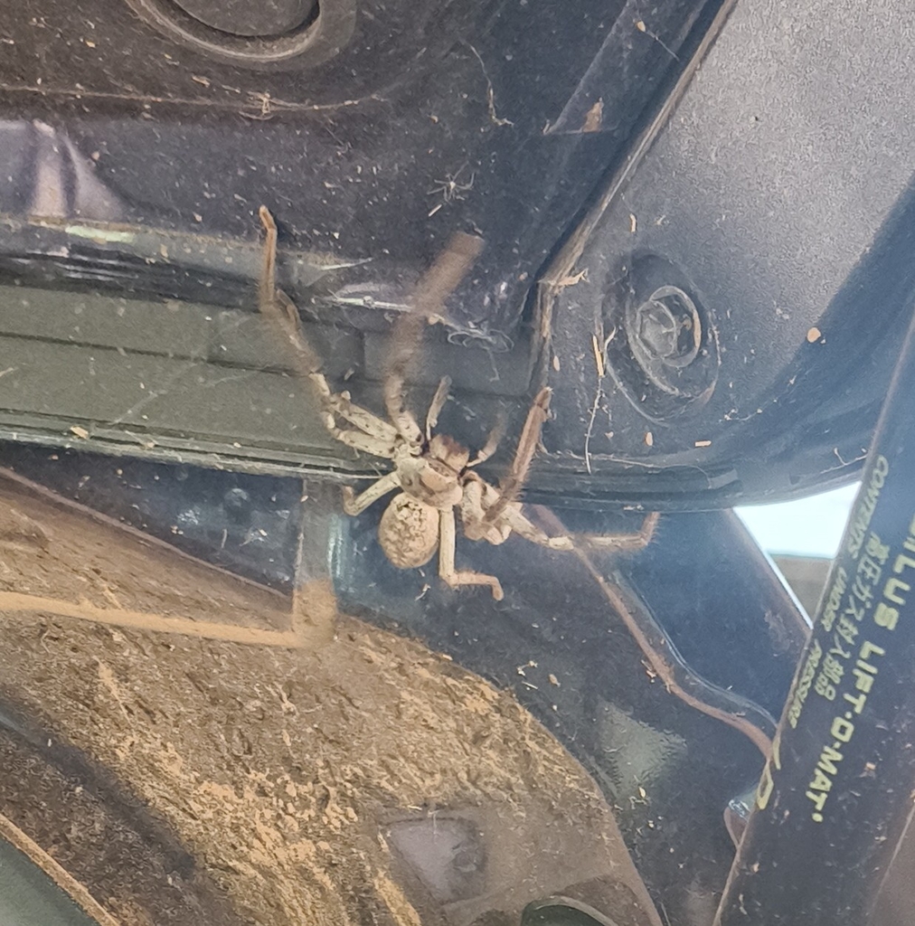 Queensland Spotted Huntsman Spider from Stuart Highway / Sayer Road ...